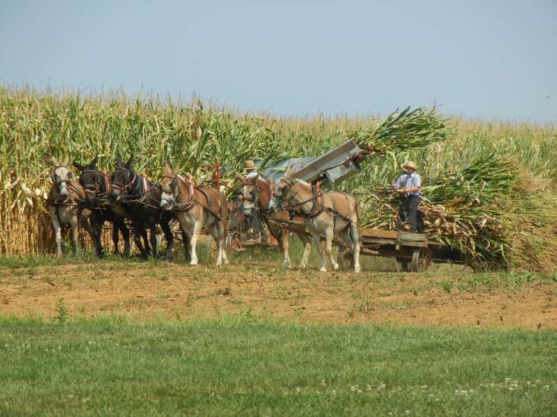 Lancaster: Amish Farmlands Guided Tour - A Practical Look at the Lancaster Amish Farmlands Guided Tour