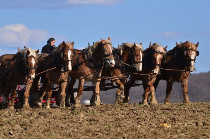 Lancaster County: Amish Farmlands, Museum Tour, Farm Visit - The Sum Up