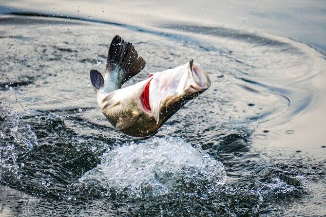 Land Based Barramundi Fishing Experience - Frequently Asked Questions