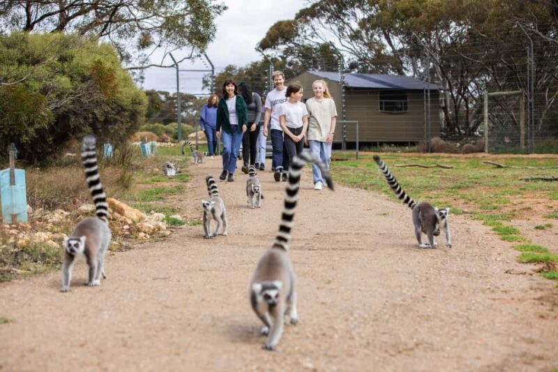 Land of the Lemurs Experience & a Day at Monarto Safari Park - A Deep Dive into the Experience
