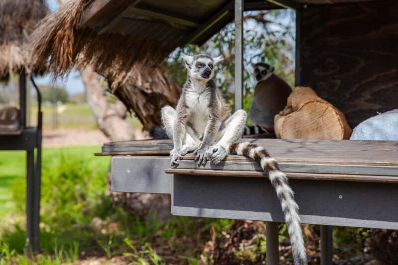 Land of the Lemurs Experience & a Day at Monarto Safari Park - Final Thoughts