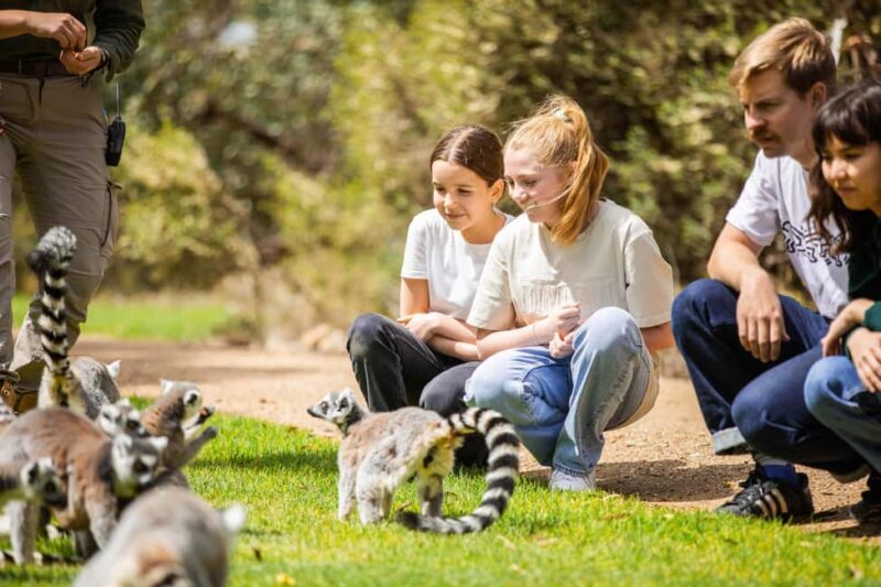 Land of the Lemurs Experience & a Day at Monarto Safari Park - FAQ