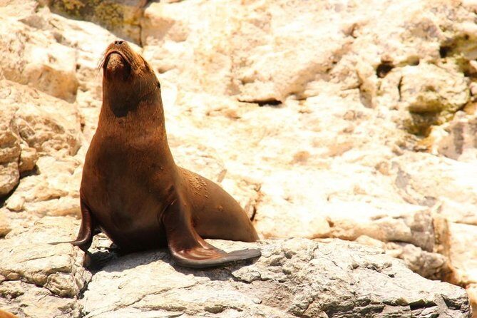Land's End Sightseeing Boat Tour in Los Cabos - Final Thoughts