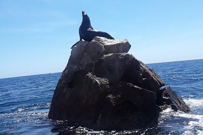 Land's End & Snorkel Tour in a Glass Bottom Boat (VisitA Cabo) - FAQ