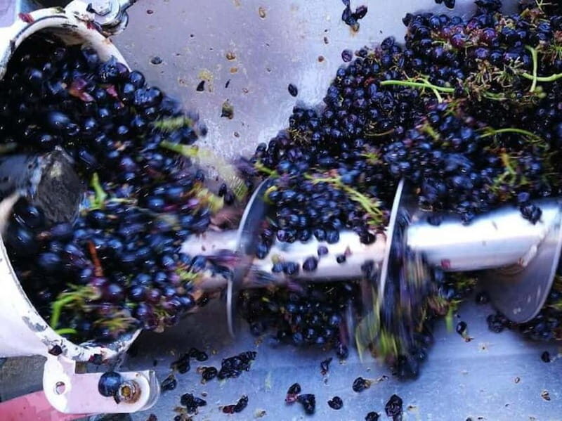Langhe: grape seasons. Winery and vineyard tour with tasting - Key Points