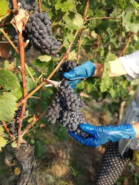 Langhe: grape seasons. Winery and vineyard tour with tasting - An In-Depth Look at the Tour