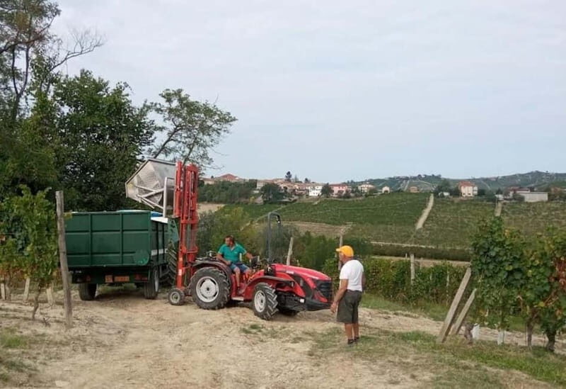 Langhe: grape seasons. Winery and vineyard tour with tasting - What Reviewers Say