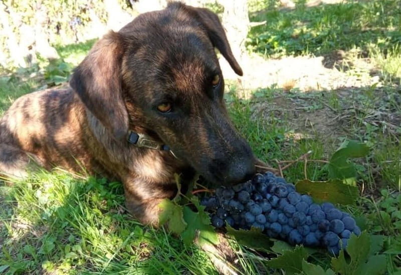 Langhe: grape seasons. Winery and vineyard tour with tasting - FAQ