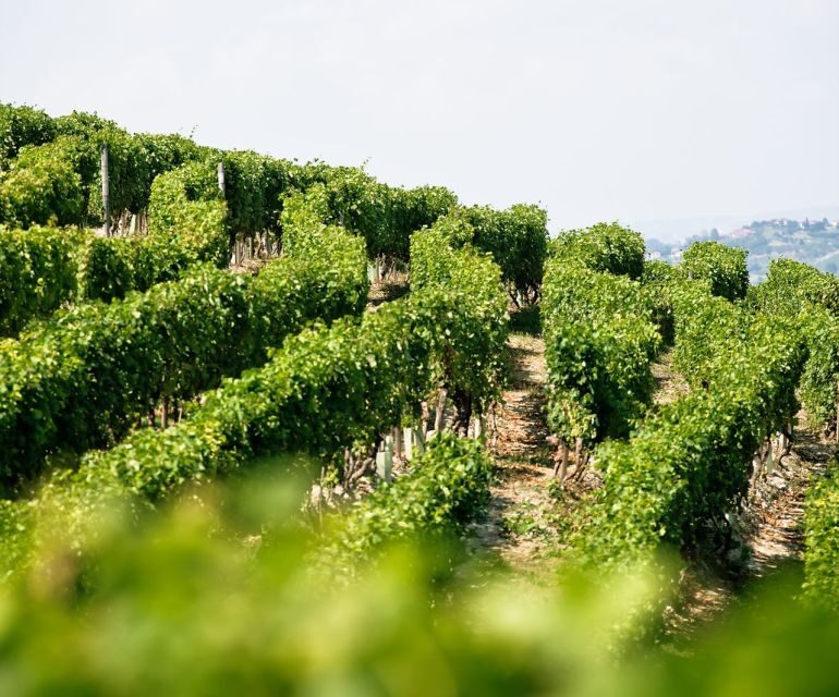 Langhe & Monferrato: Vineyard Tour and Wine Tasting - FAQ