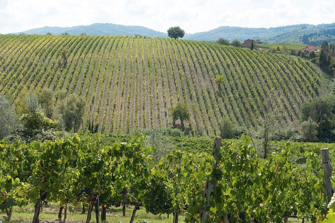 Langhe (Piedmont): Wine Tasting Experience - The Scenery and Setting