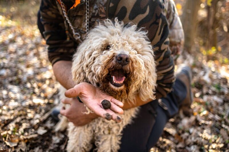 Langhe: Sunset Truffle Hunting with Tasting and Wine - Key Points