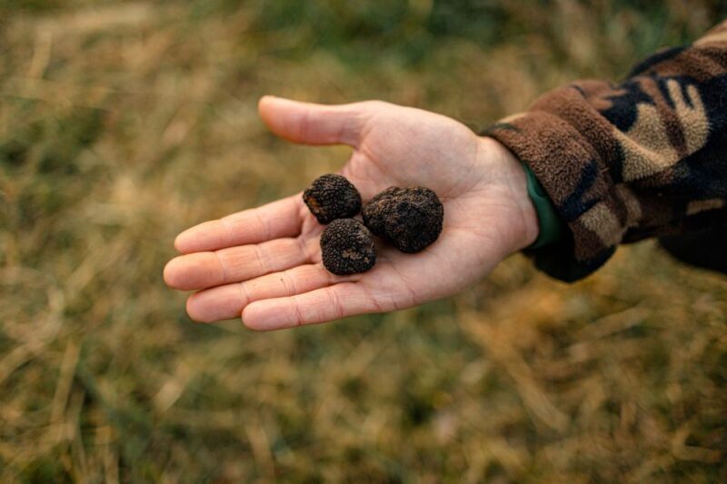 Langhe: Sunset Truffle Hunting with Tasting and Wine - An Inside Look at the Experience