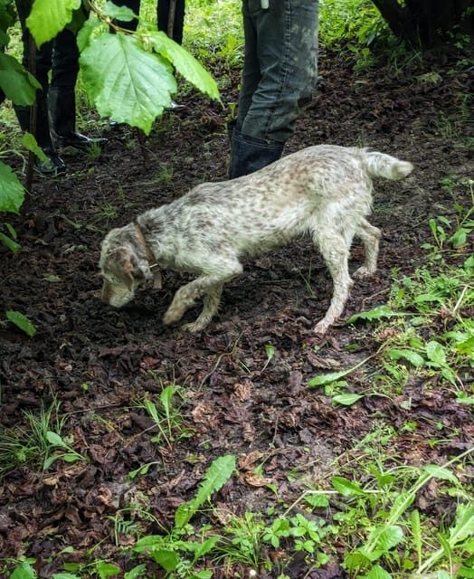 Langhe: Truffle Hunt and Wine-Tasting in a Cellar - A Closer Look at the Experience