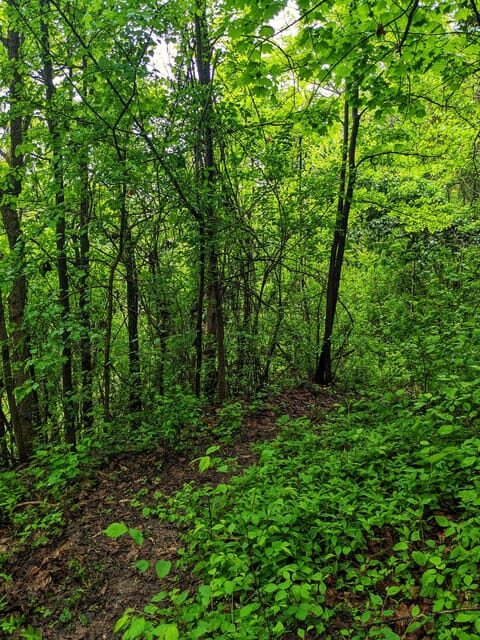 Langhe: Truffle Hunt with Local Trifulau and Dog - Key Points