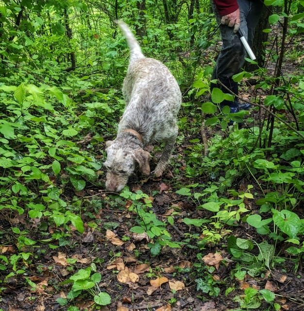 Langhe: Truffle Hunt with Local Trifulau and Dog - Is It Worth the Price?