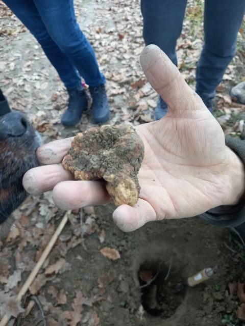 Langhe: Truffle Hunting Experience - A Closer Look at the Truffle Hunting Tour