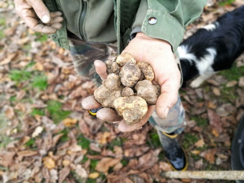 Langhe: Truffle Hunting Experience - The Sum Up