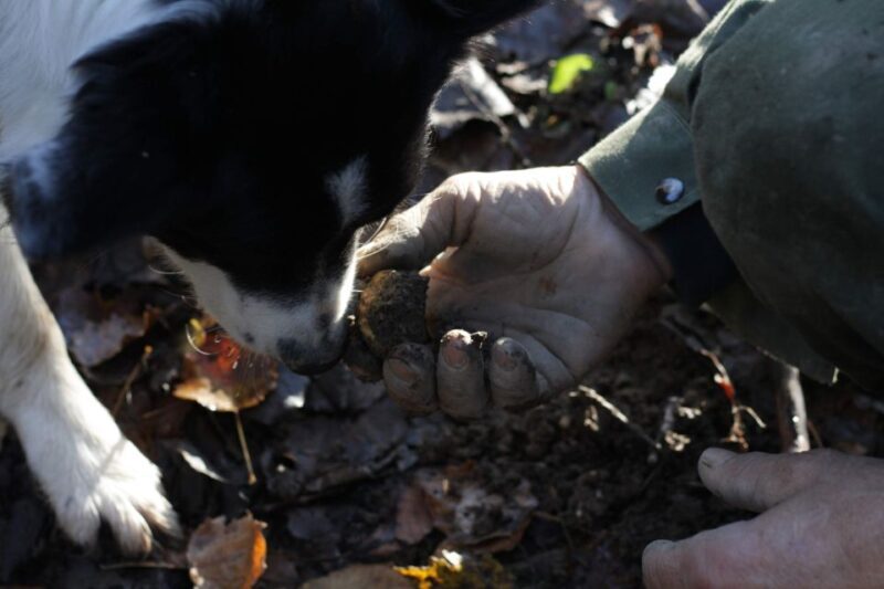 Langhe: Truffle Hunting Experience - FAQ