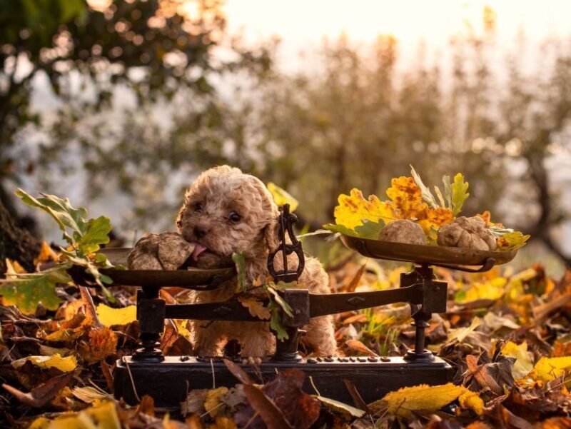 Langhe: Truffle Hunting Tour - What to Expect: A Journey into Truffle Culture