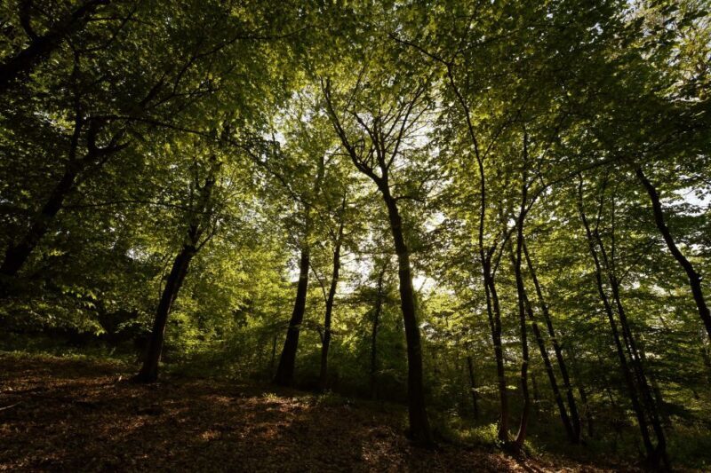 Langhe: Truffle Hunting Tour - Practical Details for Travelers