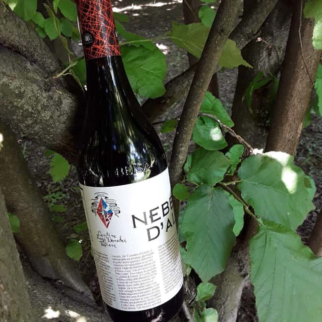 Langhe: Visit to the Vineyard and Historic Cellars with Tasting - A Practical Look at the Langhe Vineyard and Cellars Tour
