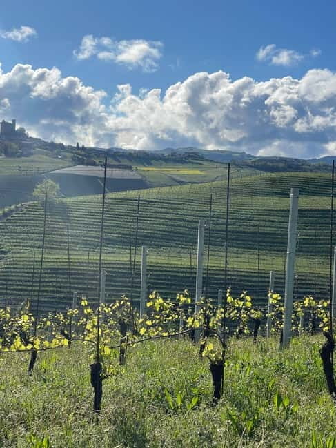 Langhe Wine Tour with Sommelier Barolo Barbaresco & beyond - FAQs about the Langhe Wine Tour with Sommelier
