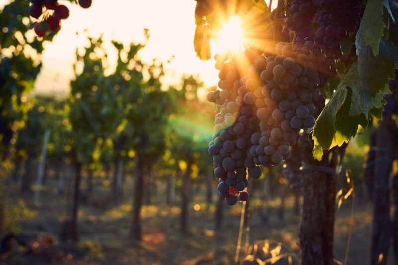 Langhe: Winery Tour and Wine Tasting - Discovering the Langhe: Winery Tour and Wine Tasting Review