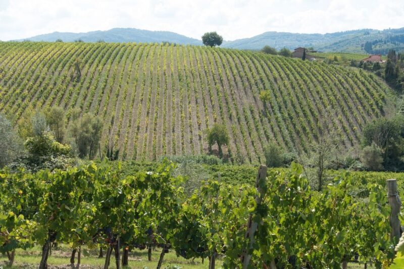 Langhe: Winery Tour and Wine Tasting - The Sum Up: Is This Tour Worth It?