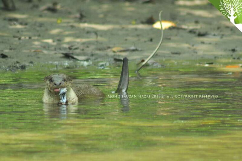Langkawi: 6-Hour Kilim Mangrove Boat Tour w/ Lunch & Pickup - Possible Drawbacks and Considerations