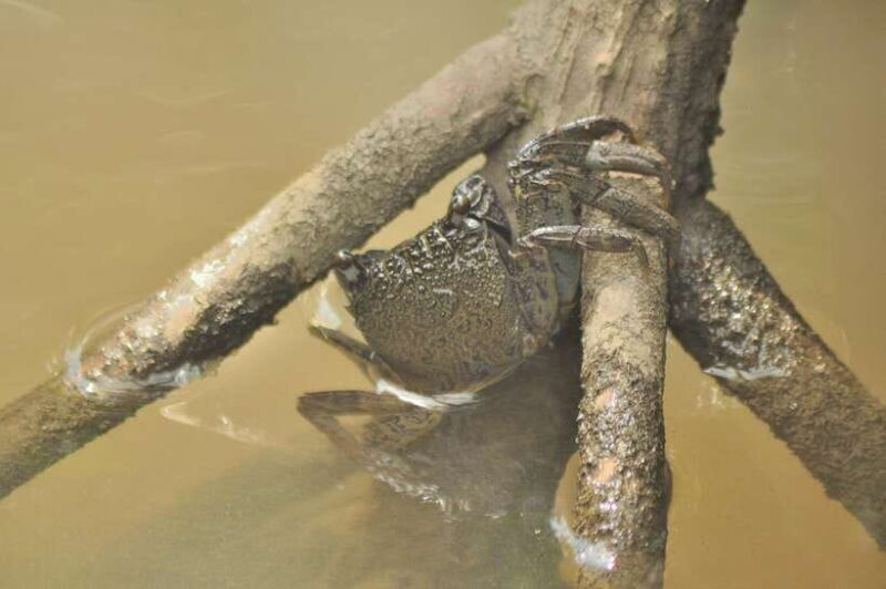Langkawi: 6-Hour Kilim Mangrove Boat Tour w/ Lunch & Pickup - Final Thoughts: Is This Tour for You?