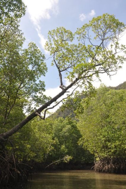 Langkawi: 6-Hour Kilim Mangrove Boat Tour w/ Lunch & Pickup - FAQs