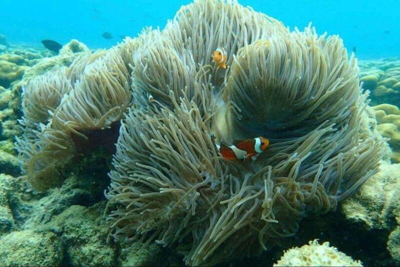 Langkawi: Dangli Island Snorkel and Swim Speedboat Tour - How Does It Measure Up?