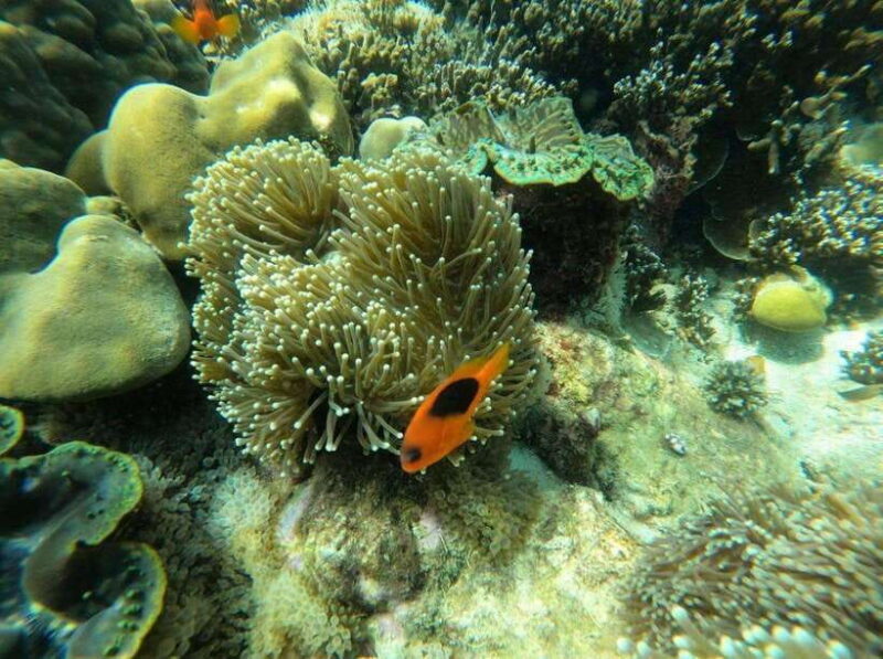 Langkawi: Dangli Island Snorkel and Swim Speedboat Tour - Who is This Tour For?