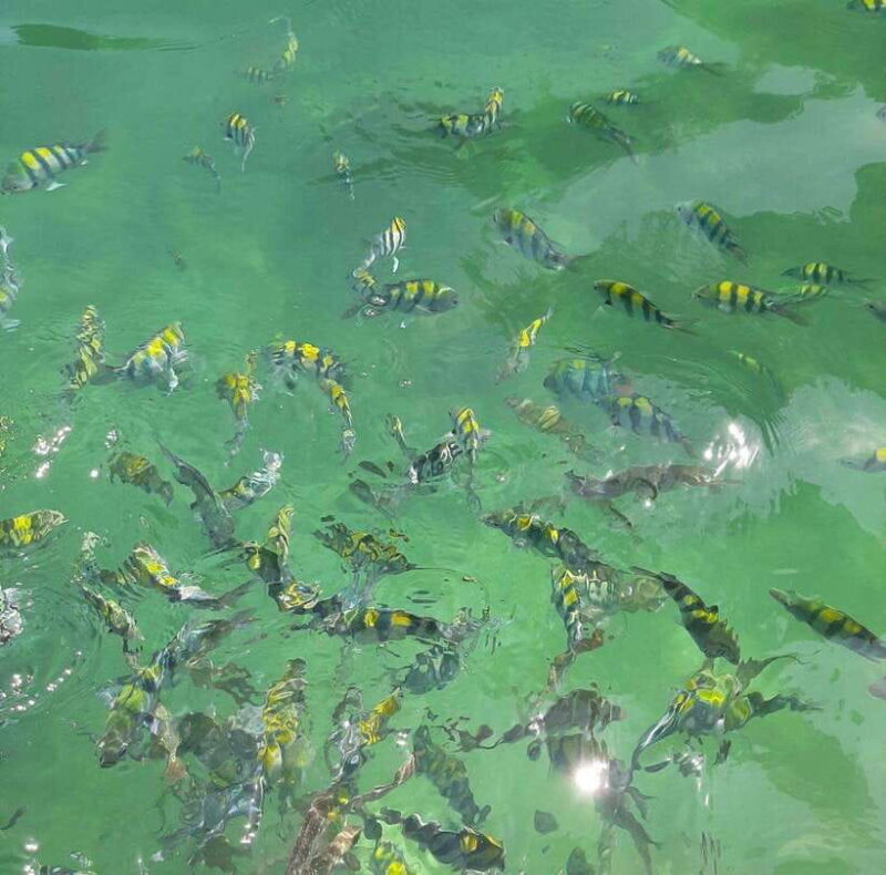 Langkawi: Dangli Island Snorkel and Swim Speedboat Tour - The Sum Up