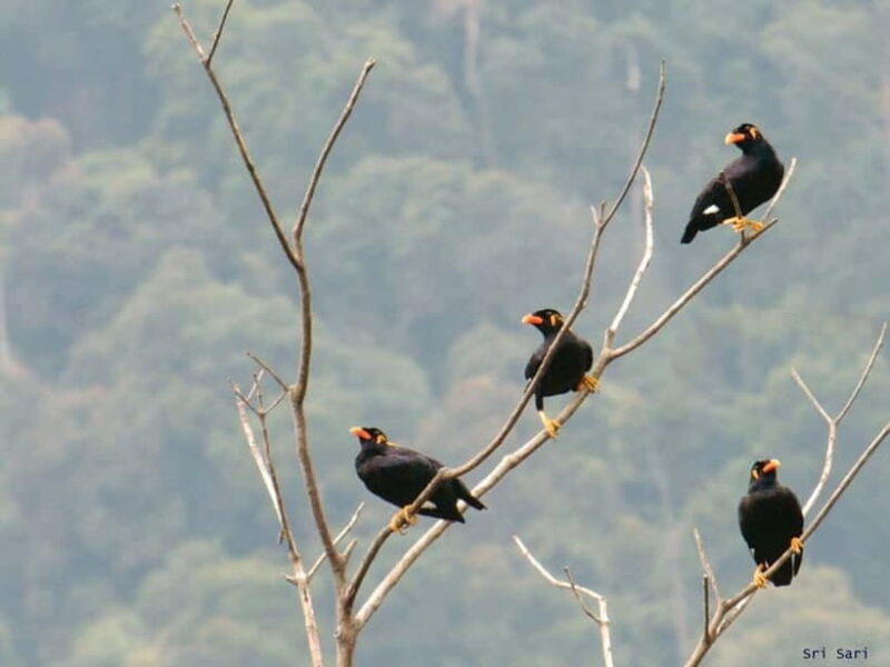 Langkawi: Half Day Birdwatching Tour - Exploring Langkawi’s Birdlife: A Practical Guide
