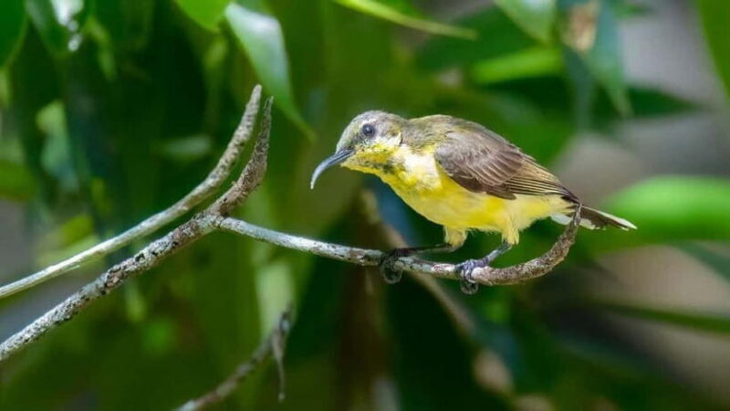Langkawi: Half Day Birdwatching Tour - Why This Tour Is Worth Considering
