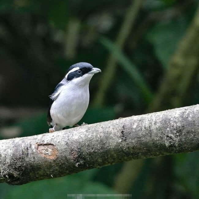 Langkawi: Half Day Birdwatching Tour - FAQ