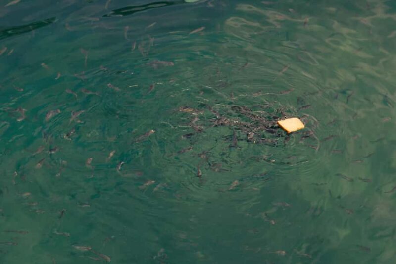 Langkawi Jet Ski Mangrove Tour Tanjung Rhu and Kilim - FAQs