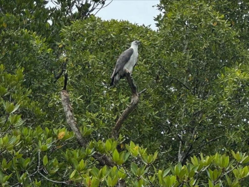 Langkawi: Kilim Geoforest River Cruise with Local Food Tour - Summing Up: The Value and Who It’s For