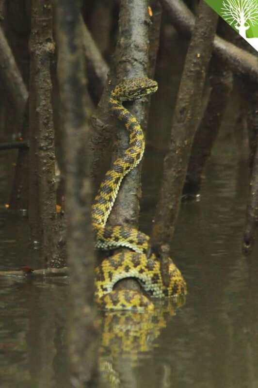 Langkawi: Kilim River Mangrove Safari Kayaking Tour - Key Points