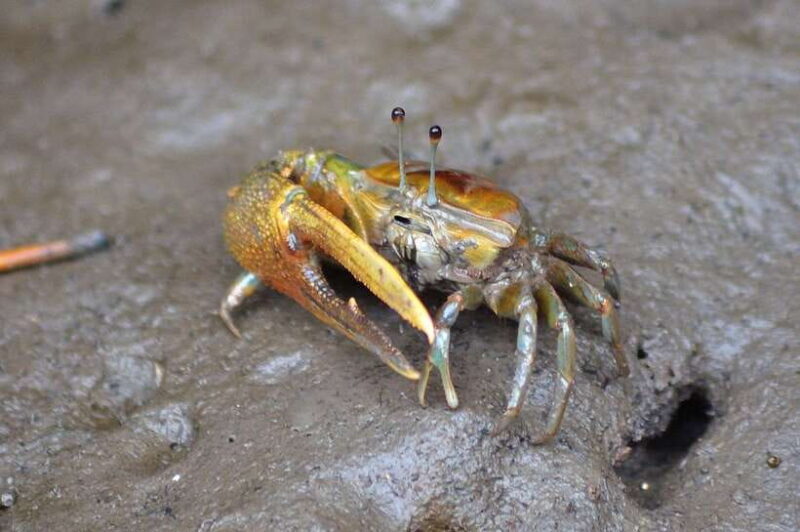 Langkawi: Kilim River Mangrove Safari Kayaking Tour - An Authentic and Engaging Way to Discover Langkawi’s Mangroves
