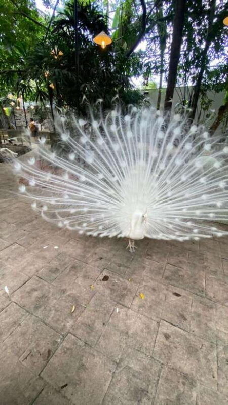 Langkawi Land-Tour (private) - 6 hour included Mangrovetour - A Practical Look at What to Expect