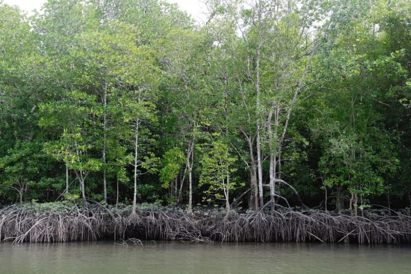 Langkawi Mangrove Boat River Cruise and Private Beach Tour - Why this tour offers good value