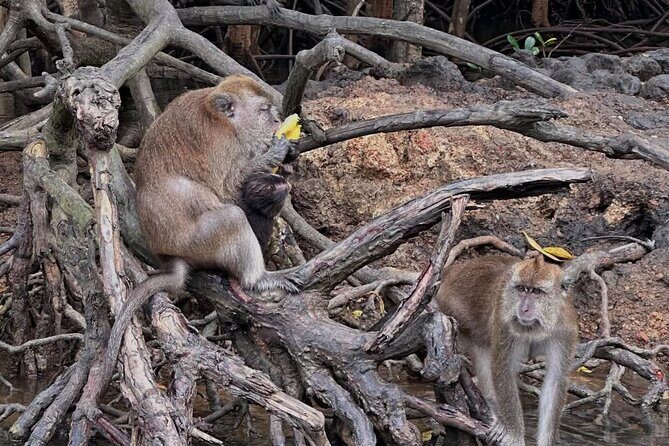 Langkawi Mangrove Boat Tour - FAQs