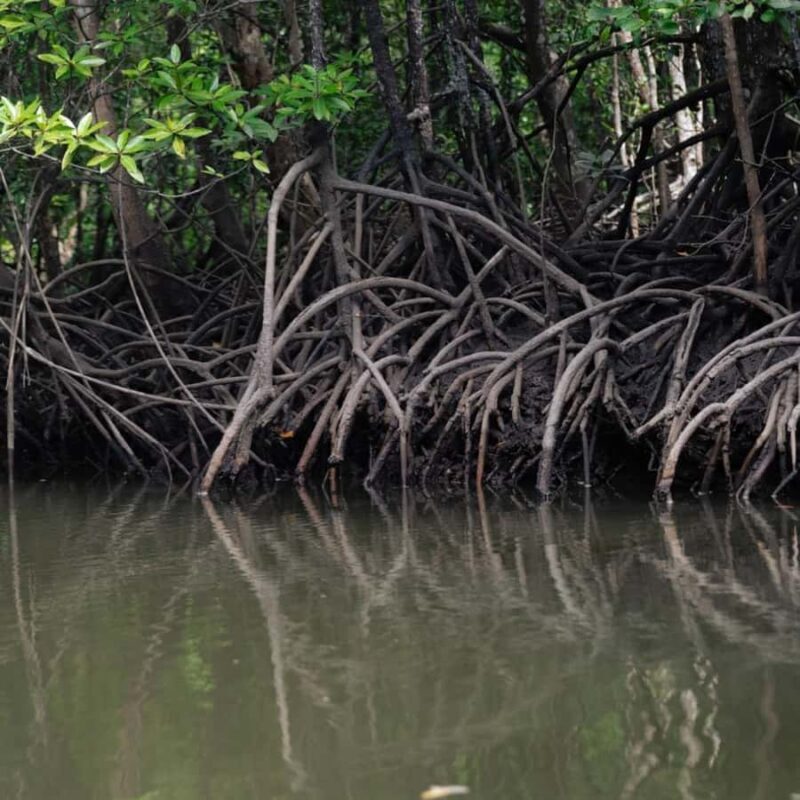 Langkawi: Mangrove Forest Boat Tour with Eagle Watching - An In-Depth Look at the Langkawi Mangrove Forest Boat Tour
