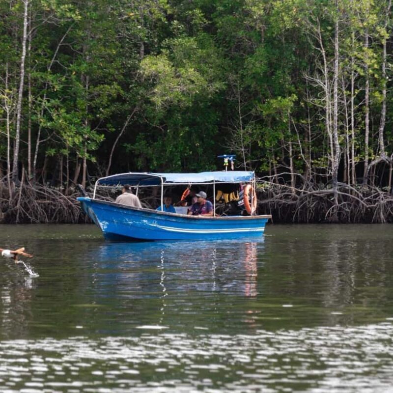 Langkawi: Mangrove Forest Boat Tour with Eagle Watching - Who Should Skip This Tour?