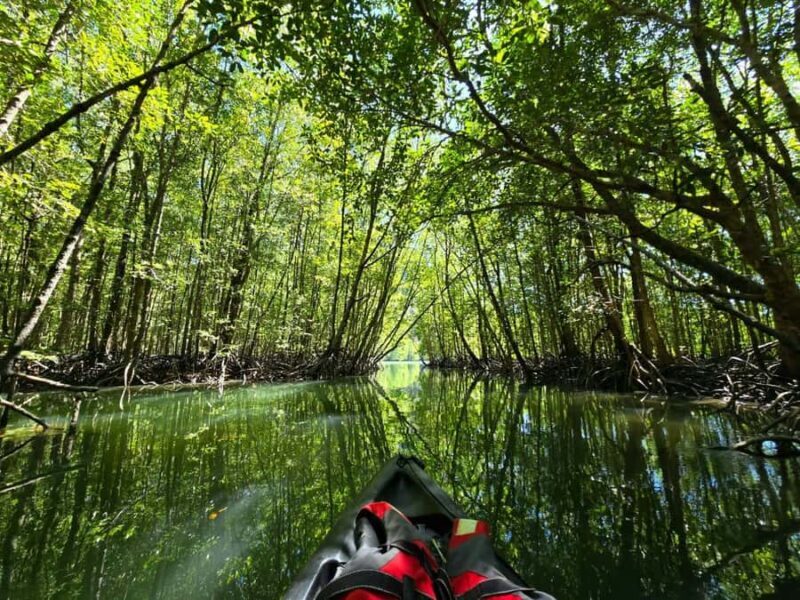 Langkawi: Mangrove Kayak Tour with Wildlife Spotting - Key Points