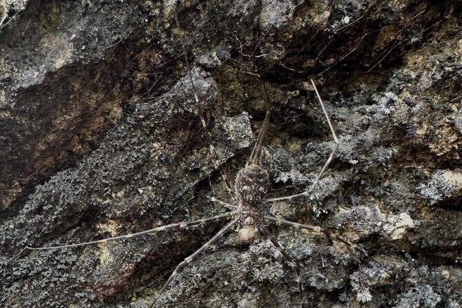 Langkawi Mangrove Night Safari And Wildlife With BBQ Dinner - FAQs