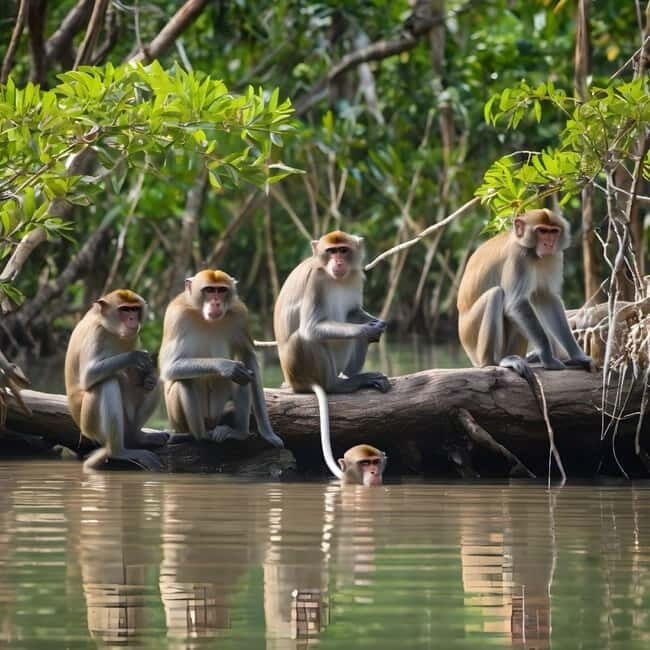 Langkawi Mangrove Tour : Estimated 3 hours Lunch Available - The Practical Side