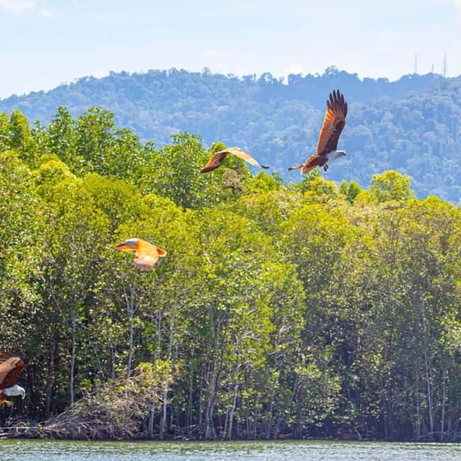 Langkawi Mangrove Tour : Estimated 3 hours Lunch Available - Remember